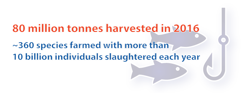 Humane Fish Slaughter - AQUI-S® Versatile Aquatic Anaesthetic