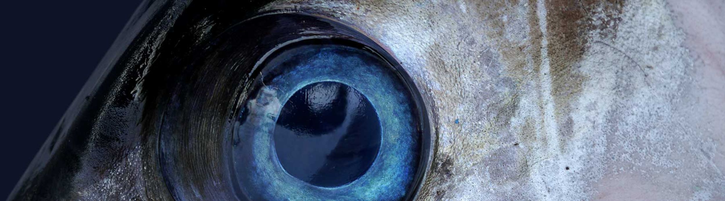 Humane Fish Slaughter - AQUI-S® Versatile Aquatic Anaesthetic